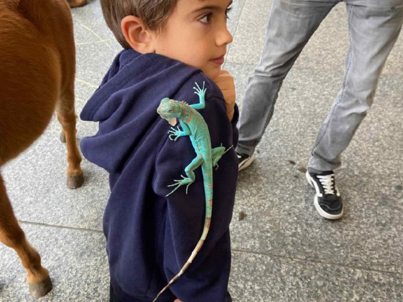 Gallery – Endless Love Petting