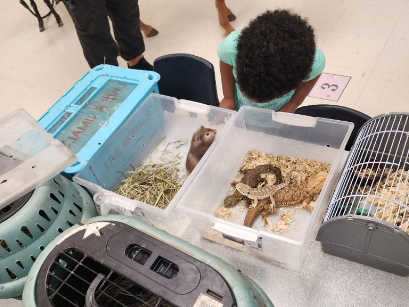 Gallery – Endless Love Petting